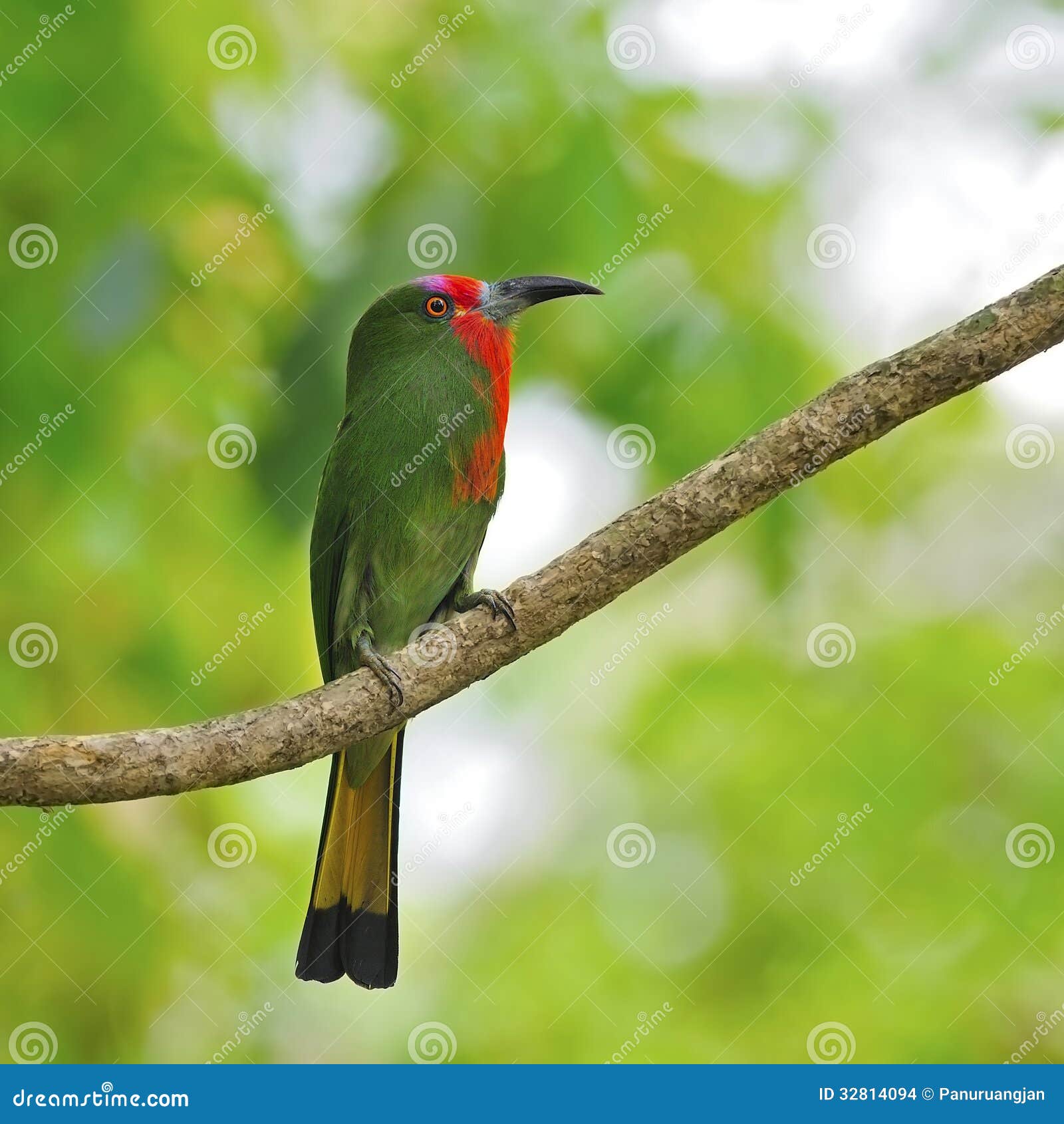 Female Red-bearded Bee-eater Stock Photo - Image of amictus, quick ...