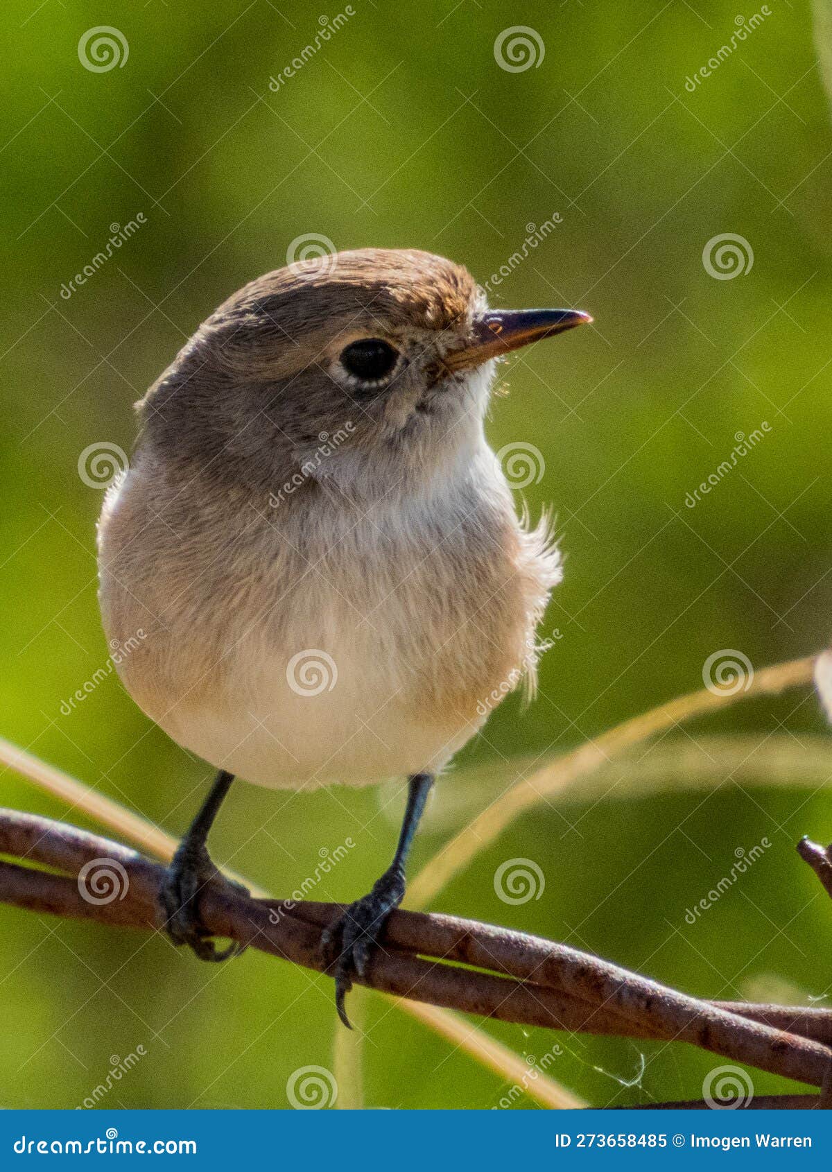 Female Red-capped Robin in Australia Stock Image - Image of imogen ...