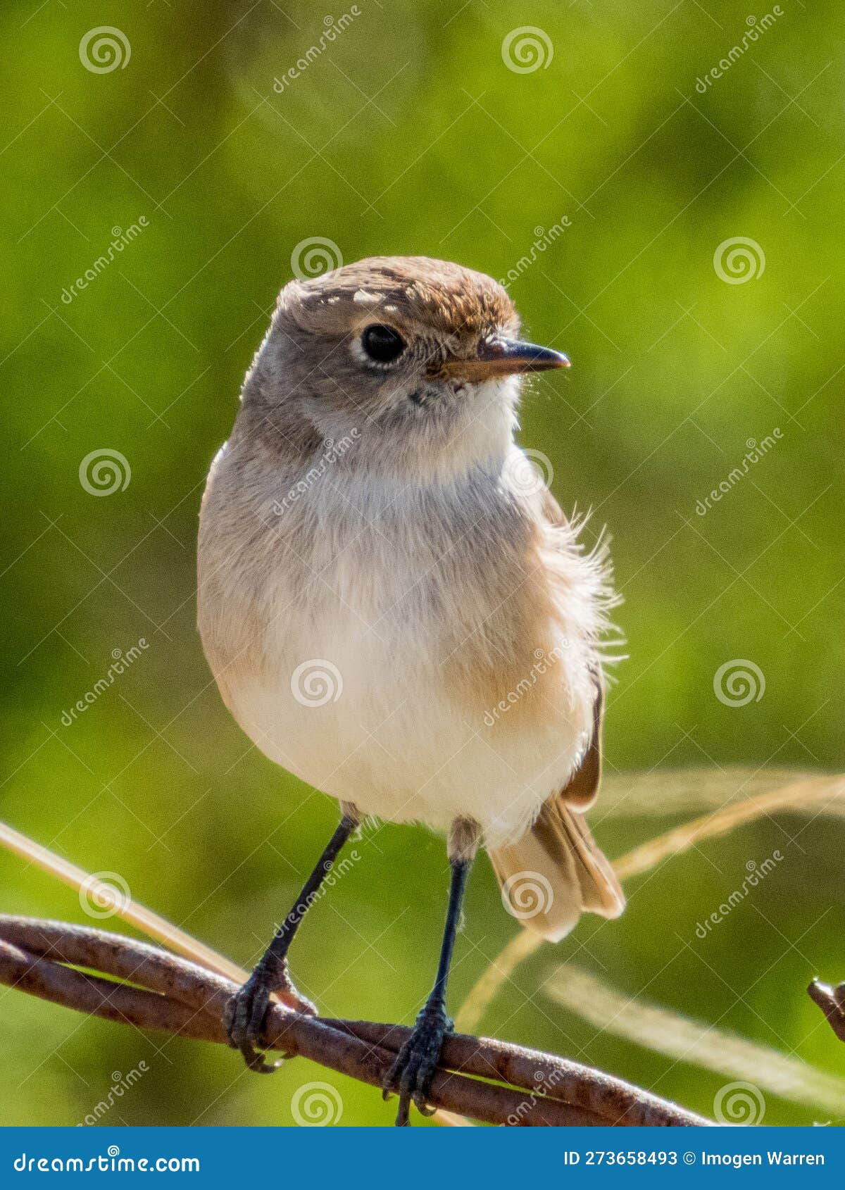 Female Red-capped Robin in Australia Stock Image - Image of colourful ...