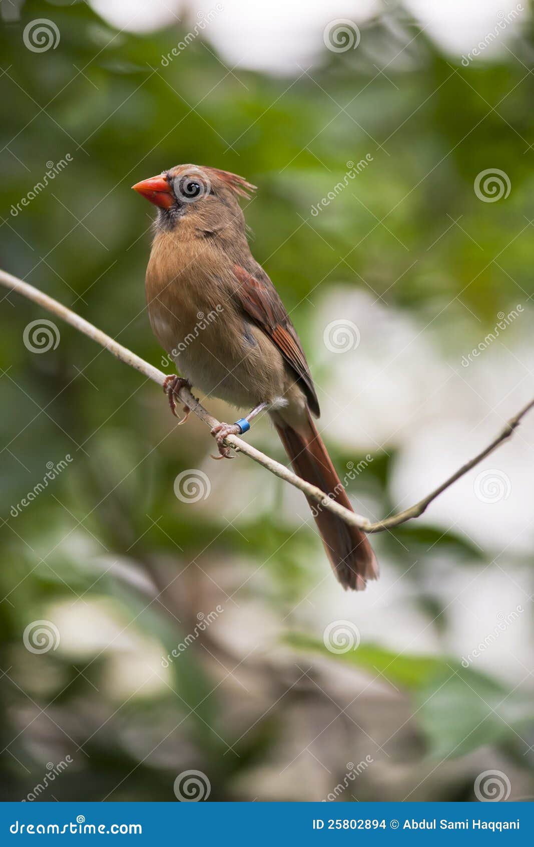 Female red cardinal stock photo. Image of lady, branches - 25802894