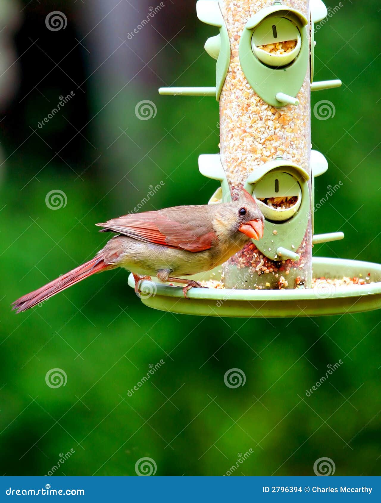Female Red Cardinal stock photo. Image of cardinal, outdoor - 2796394