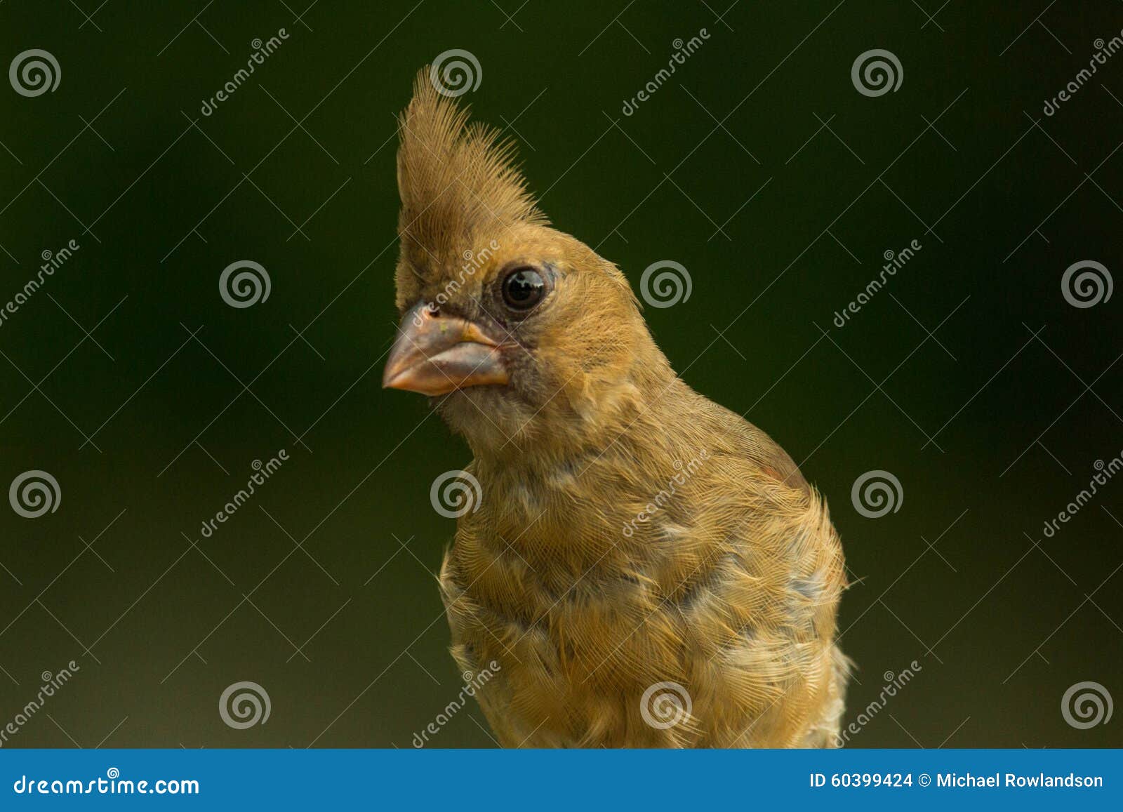 Female Red Cardinal stock photo. Image of natural, nature - 60399424