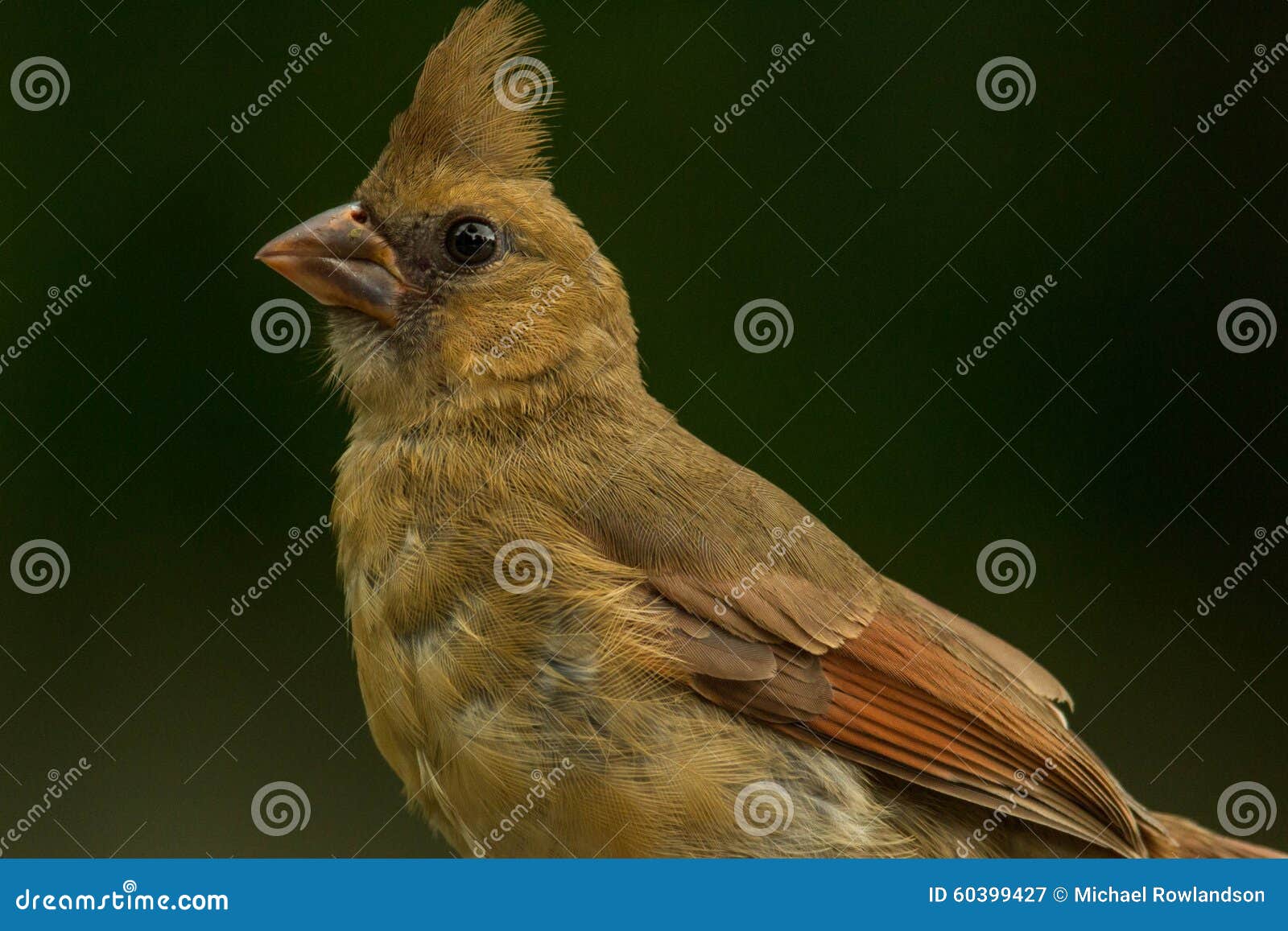 Female Red Cardinal stock image. Image of season, green - 60399427