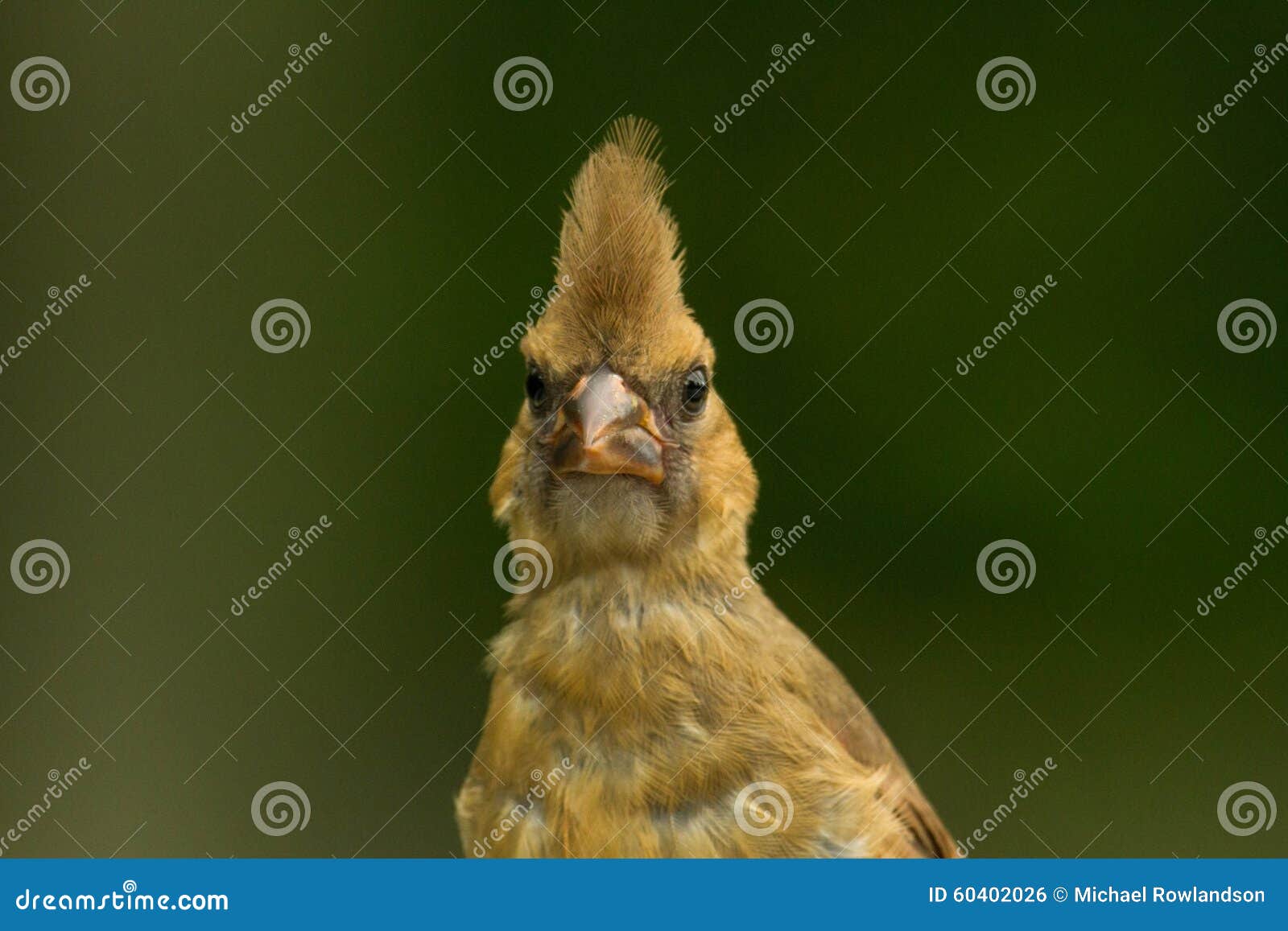 Female Red Cardinal stock photo. Image of green, northern - 60402026