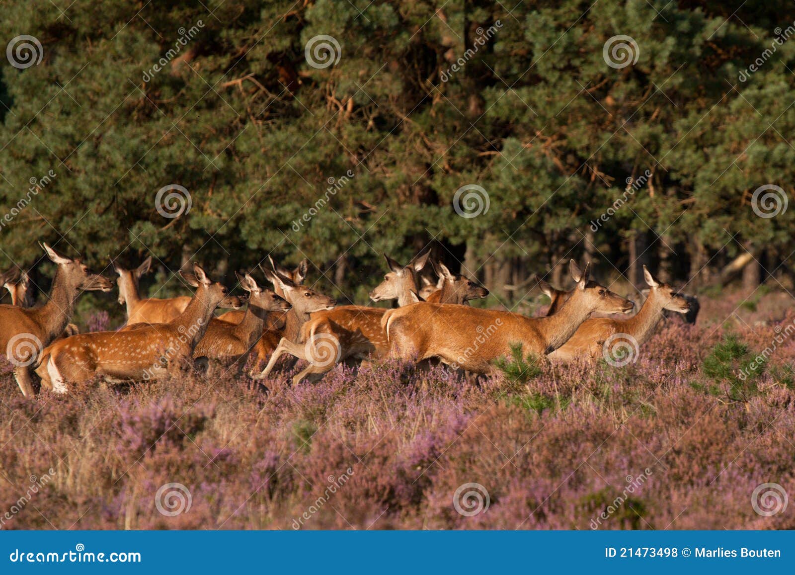 Female red-dears stock photo. Image of forest, odocoileus - 21473498