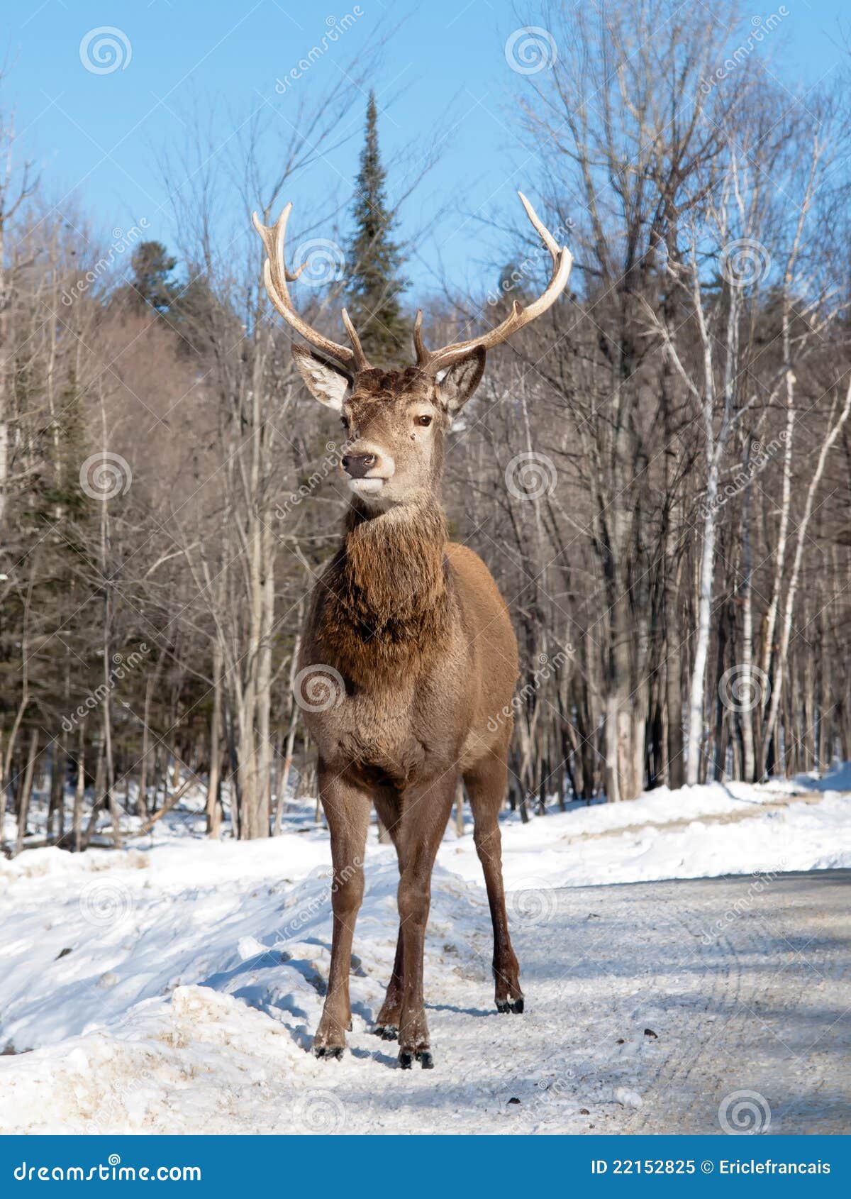 Female red deer stock image. Image of snow, buck, elaphus - 22152825
