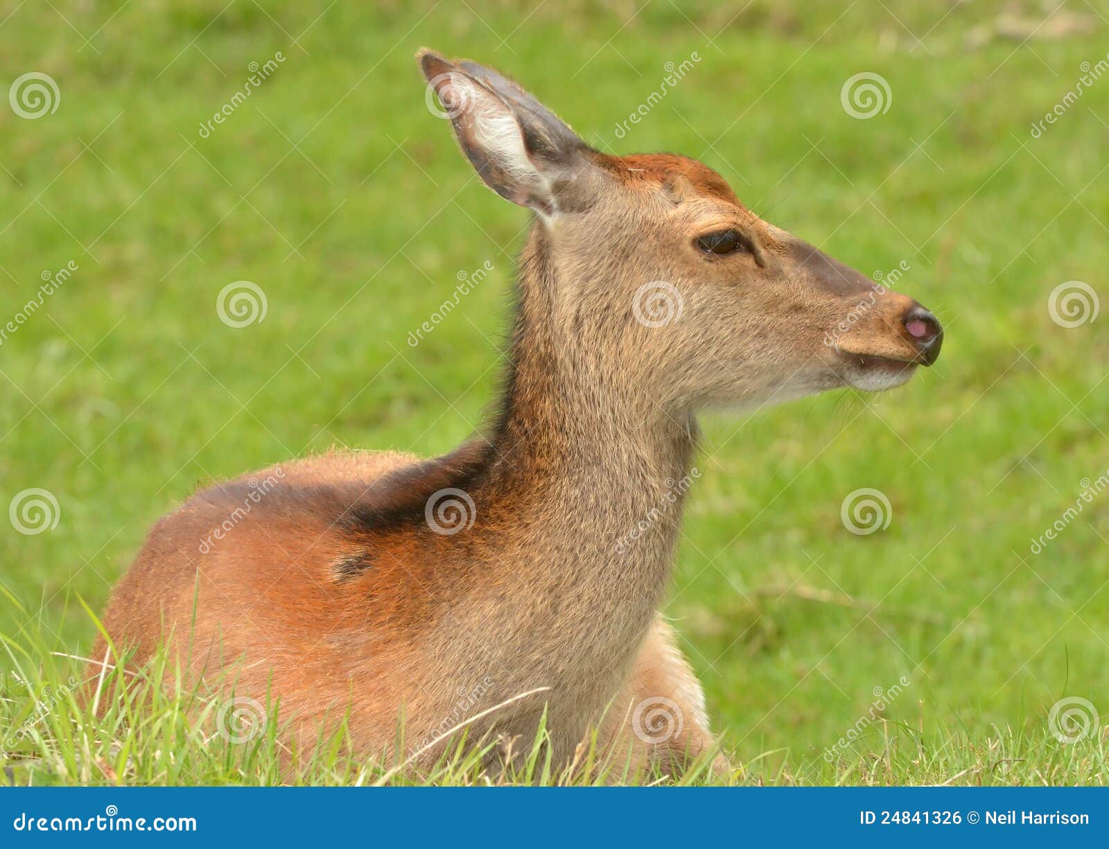 Female Red Deer stock photo. Image of mammal, deer, elegant - 24841326