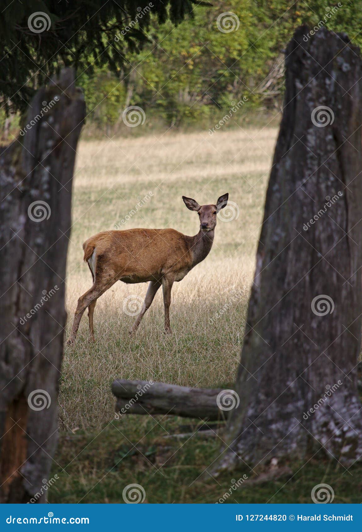 Female Red Deer in a Clearing Framed by Two Tree Trunks Looking at the ...