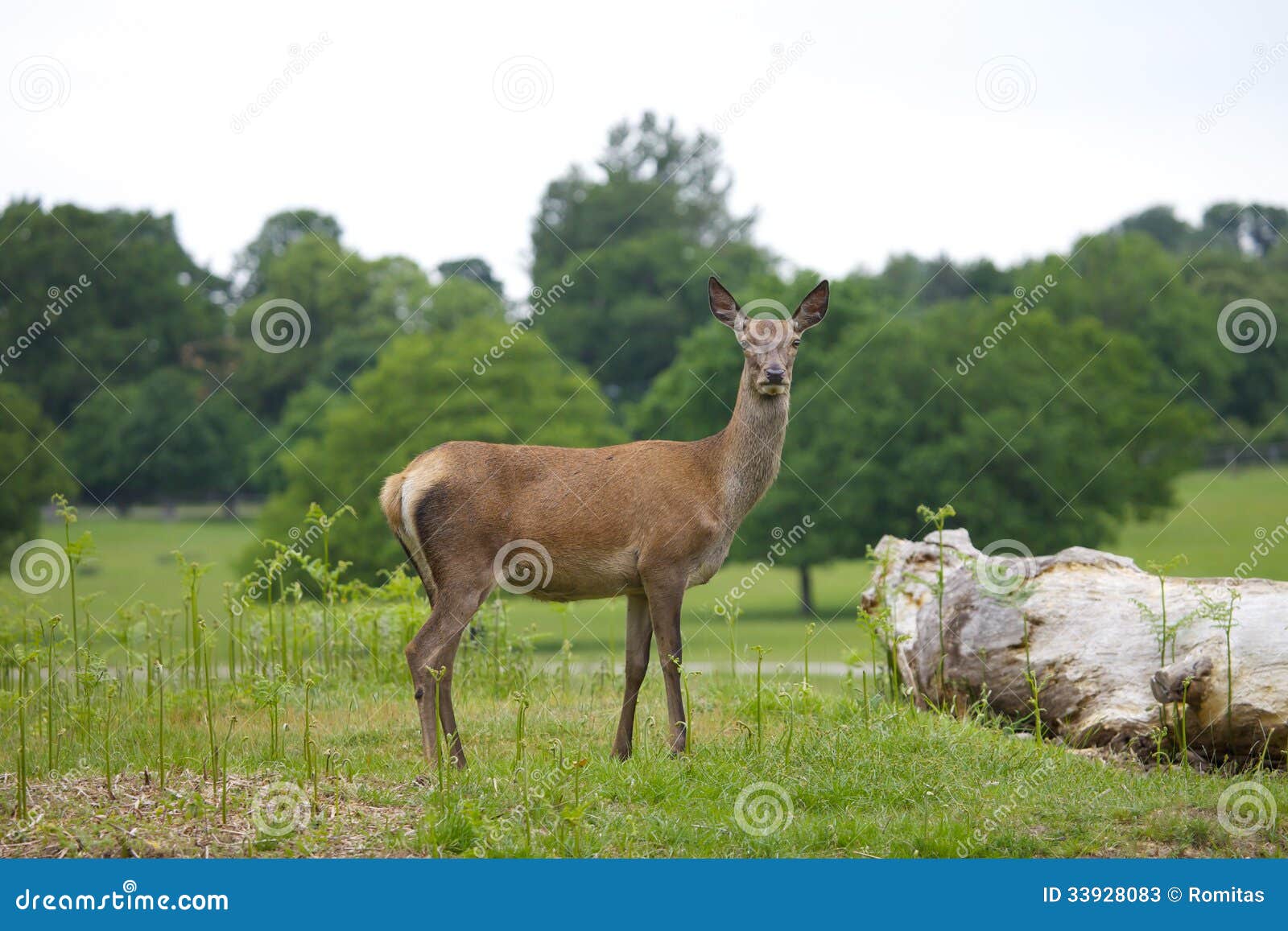 Female Red Deer stock image. Image of wildlife, culling - 33928083