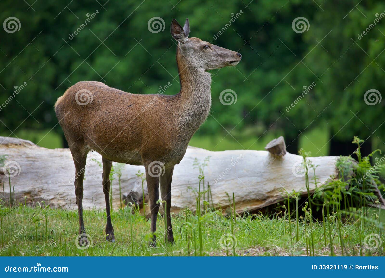 Female Red Deer stock image. Image of fighting, savannah - 33928119