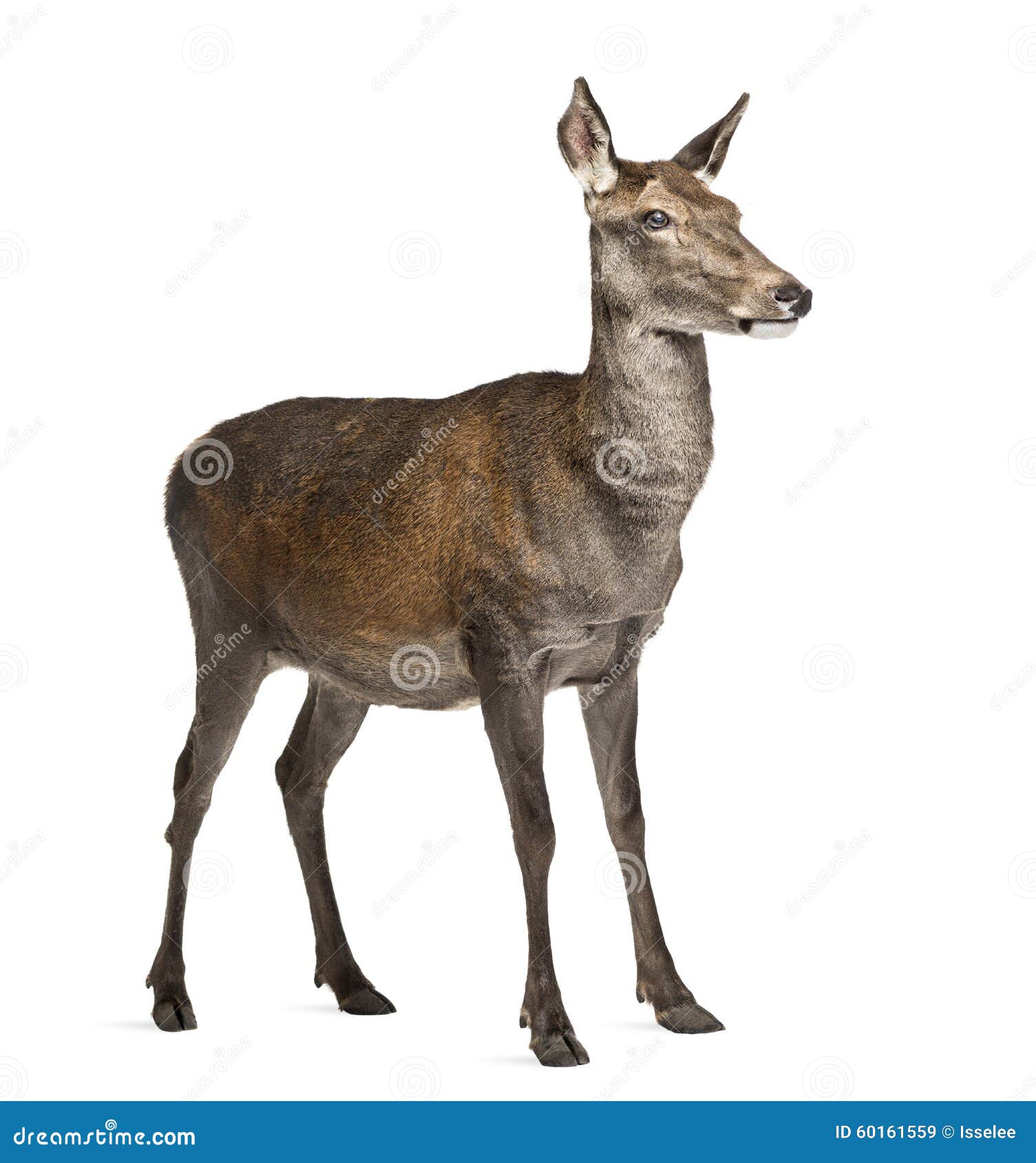 Female red deer stock image. Image of wild, animal, mammal - 60161559