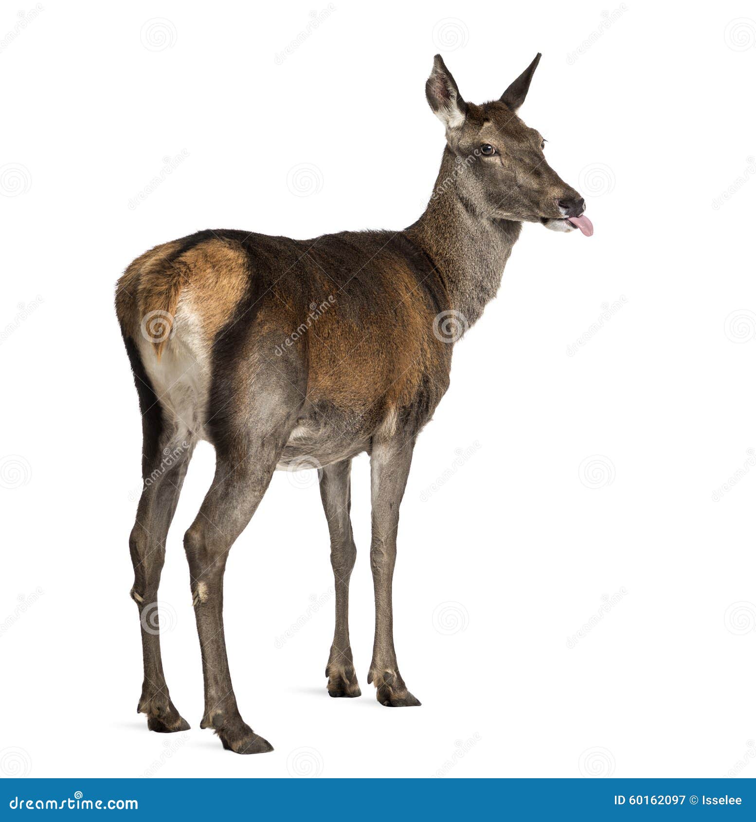 Female red deer stock image. Image of standing, vertebrate - 60162097