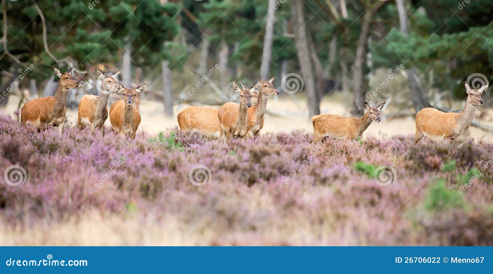 Female Red Deer in Mating Season Stock Photo - Image of wildlife ...