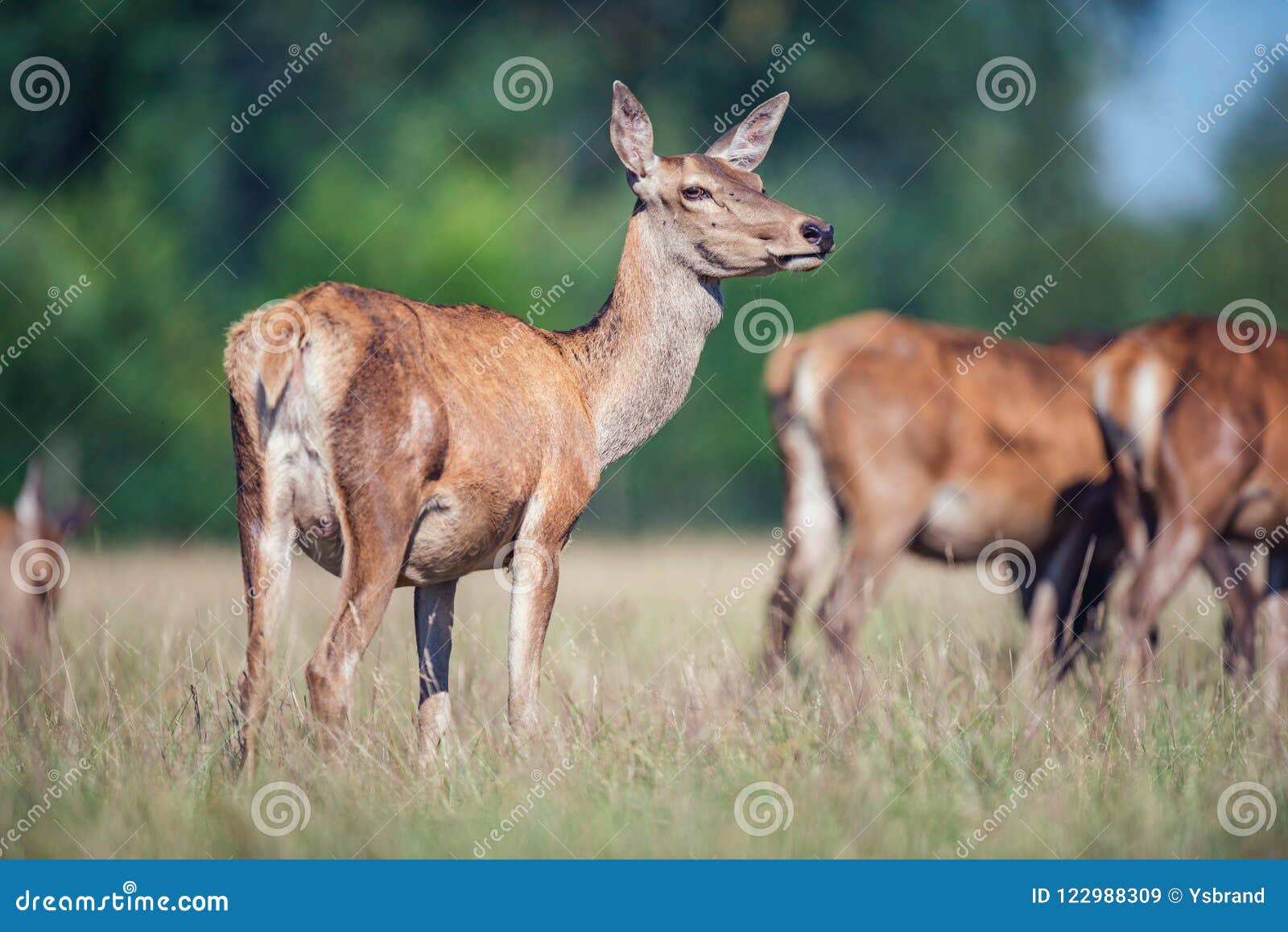 Female red deer in meadow. stock image. Image of beautiful - 122988309
