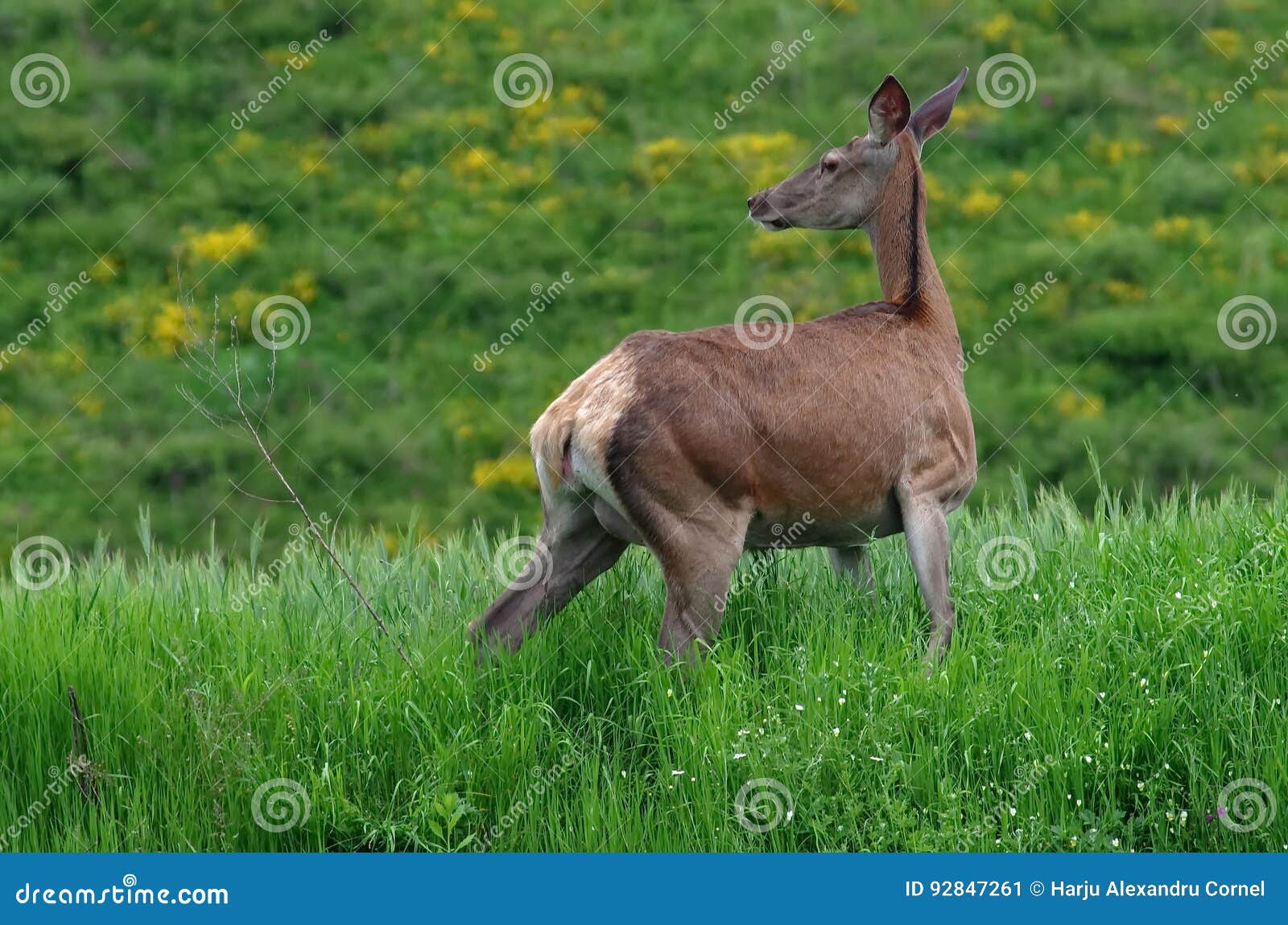 The female red deer stock image. Image of forest, elaphus - 92847261