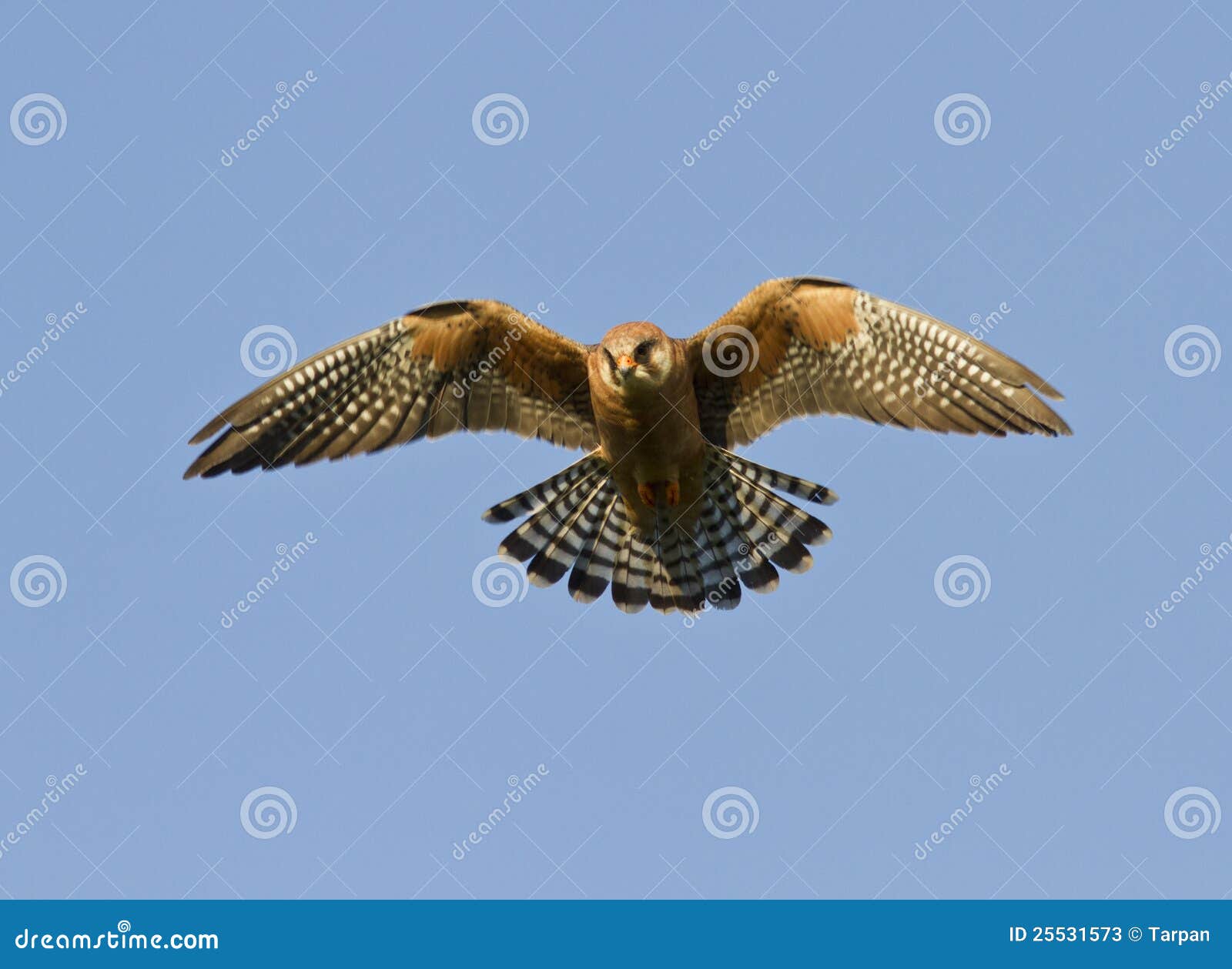The Female Red-footed Falcon-2. Stock Image - Image of flight, brown ...