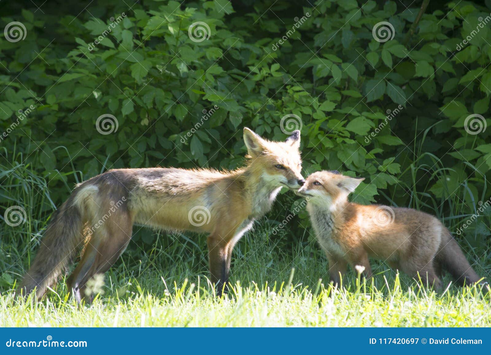 Female Red Fox with Its Young Stock Image - Image of female, forest ...