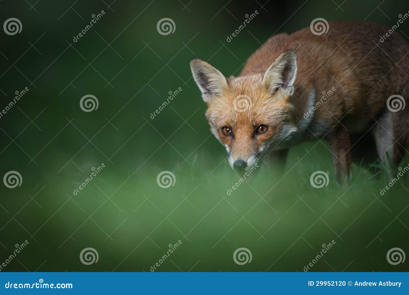 Red Fox stock photo. Image of camera, spring, white, female - 29952120
