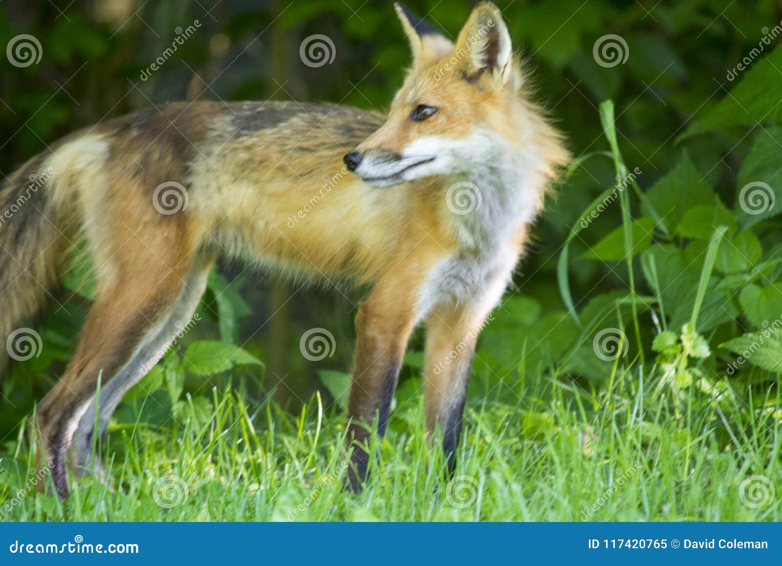 Female Red Fox Stock Images - 1,213 Photos