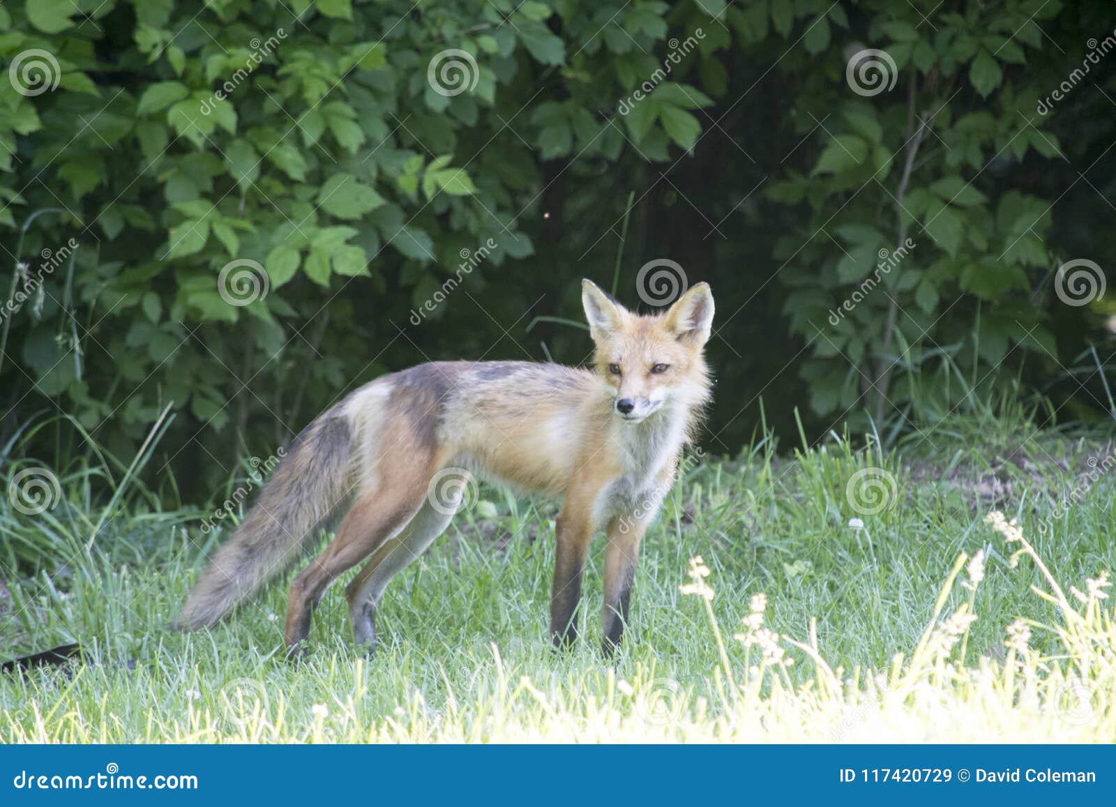Female red fox in a meadow stock image. Image of stands - 117420729