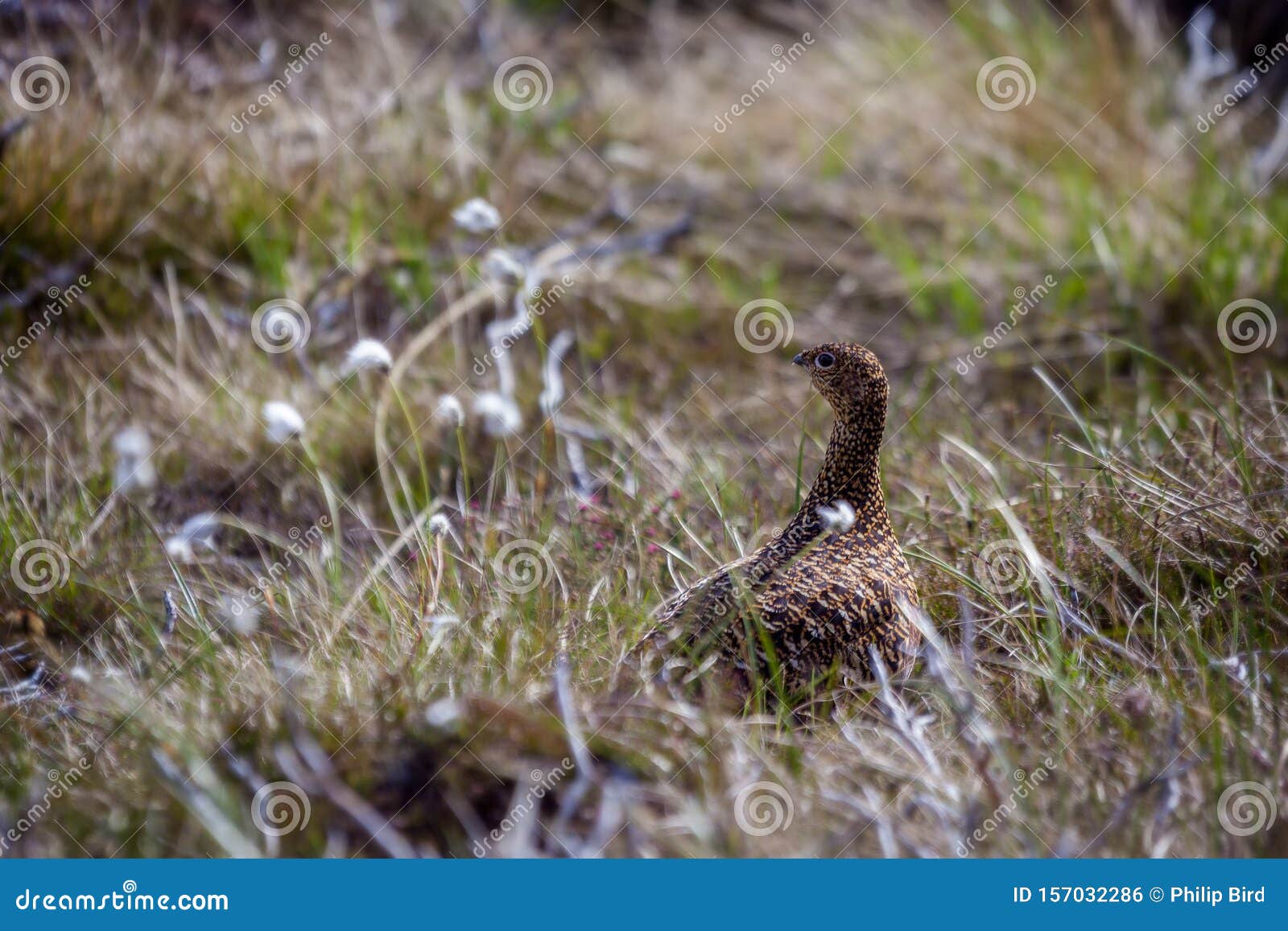 Female Red Grouse Lagopus Lagopus Scotica Stock Photo - Image of bill ...