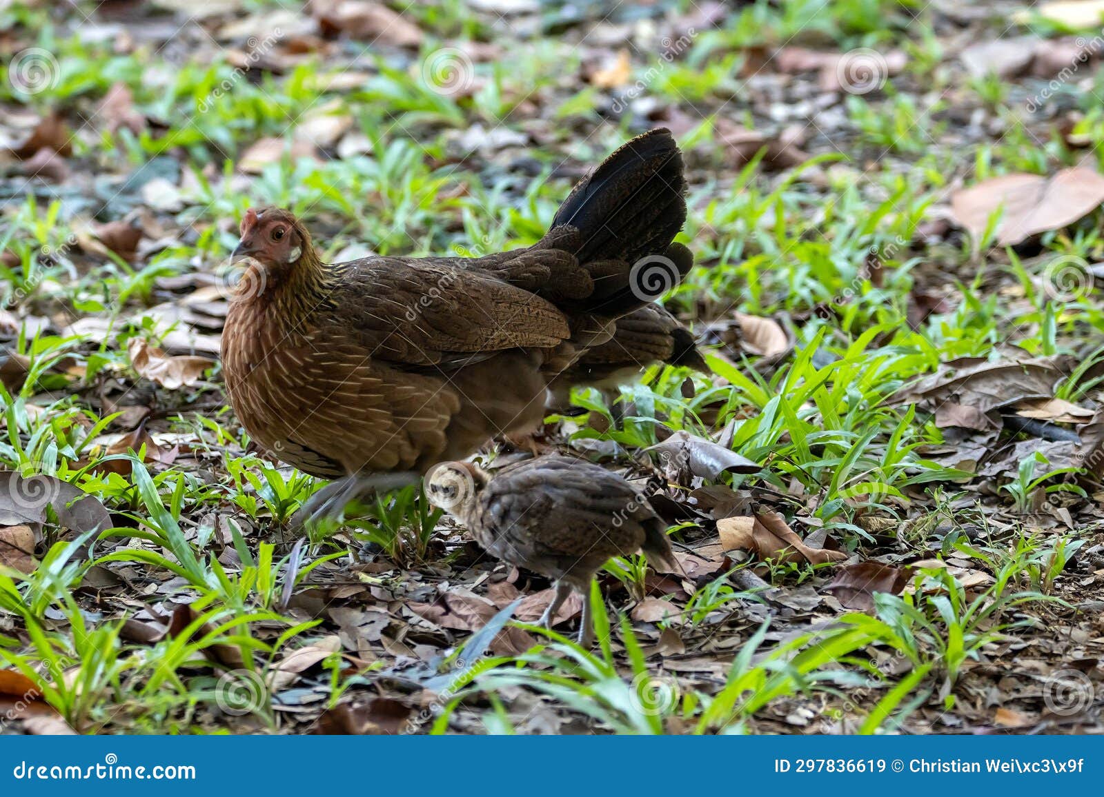 Female Red Junglefowl, Gallus Gallus, On The Big Island, Hawaii ...