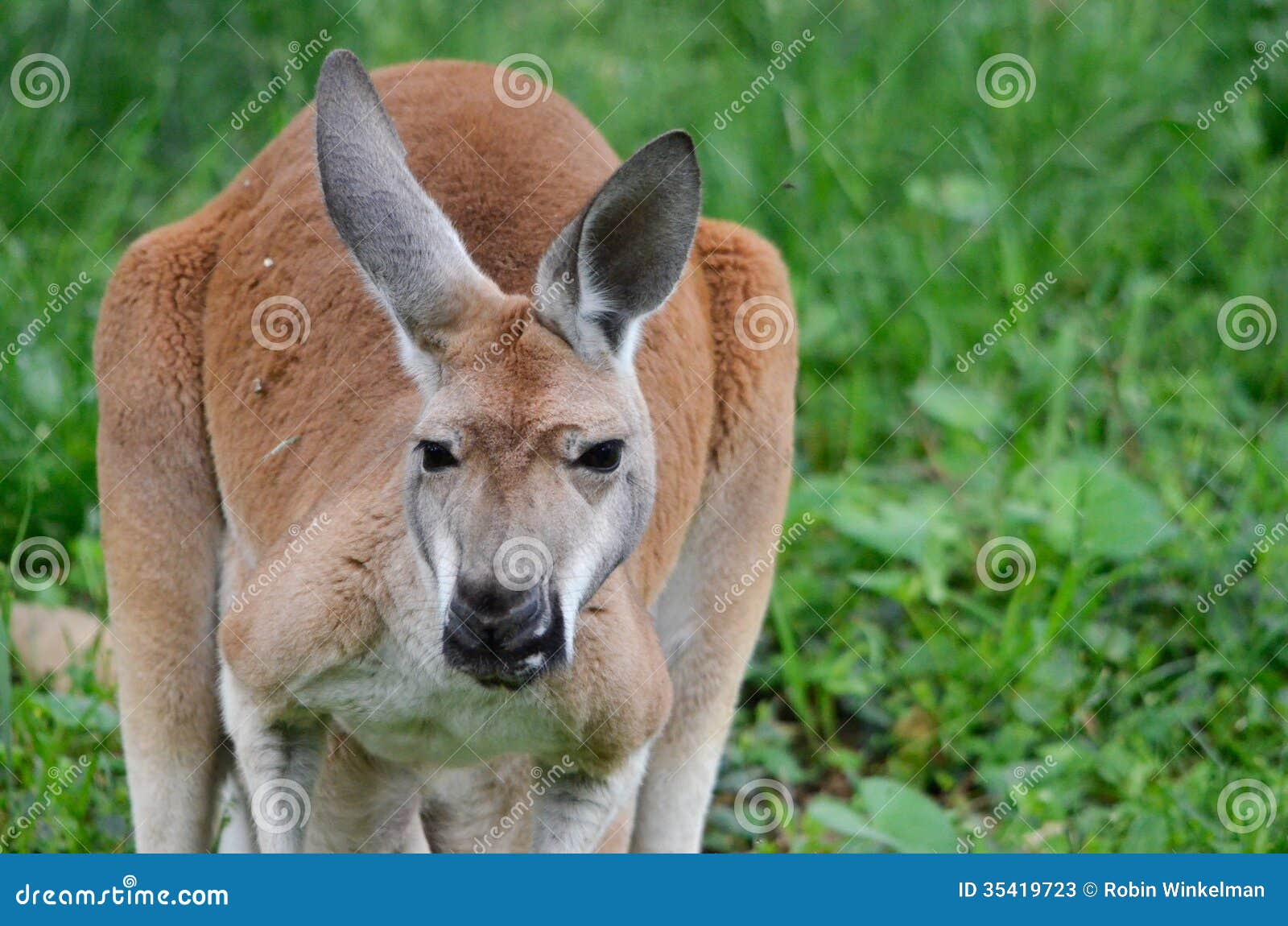 Female red kangaroo stock image. Image of australia, redkangaroo - 35419723