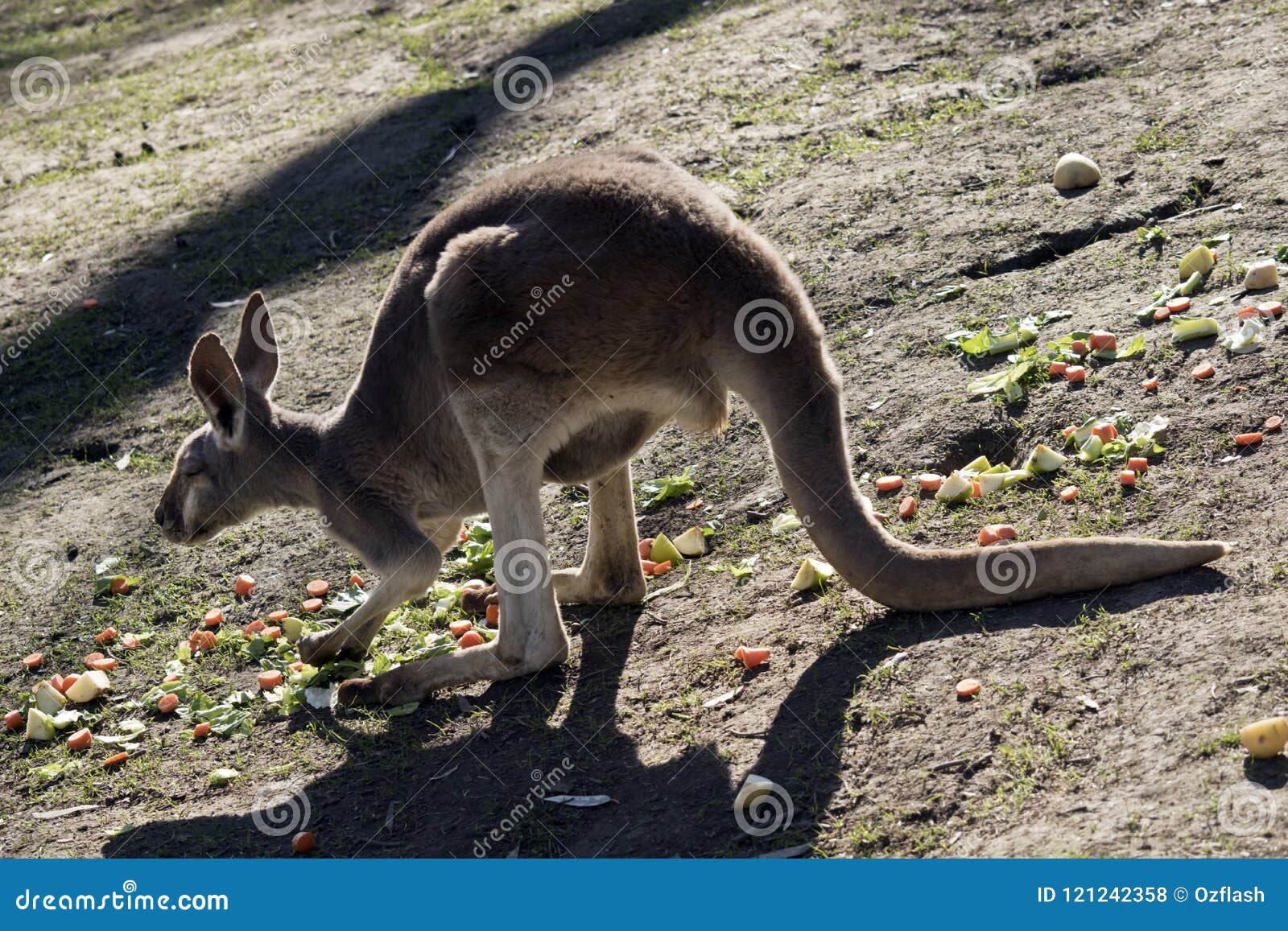 A red kangaroo stock photo. Image of white, eyelashs - 121242358