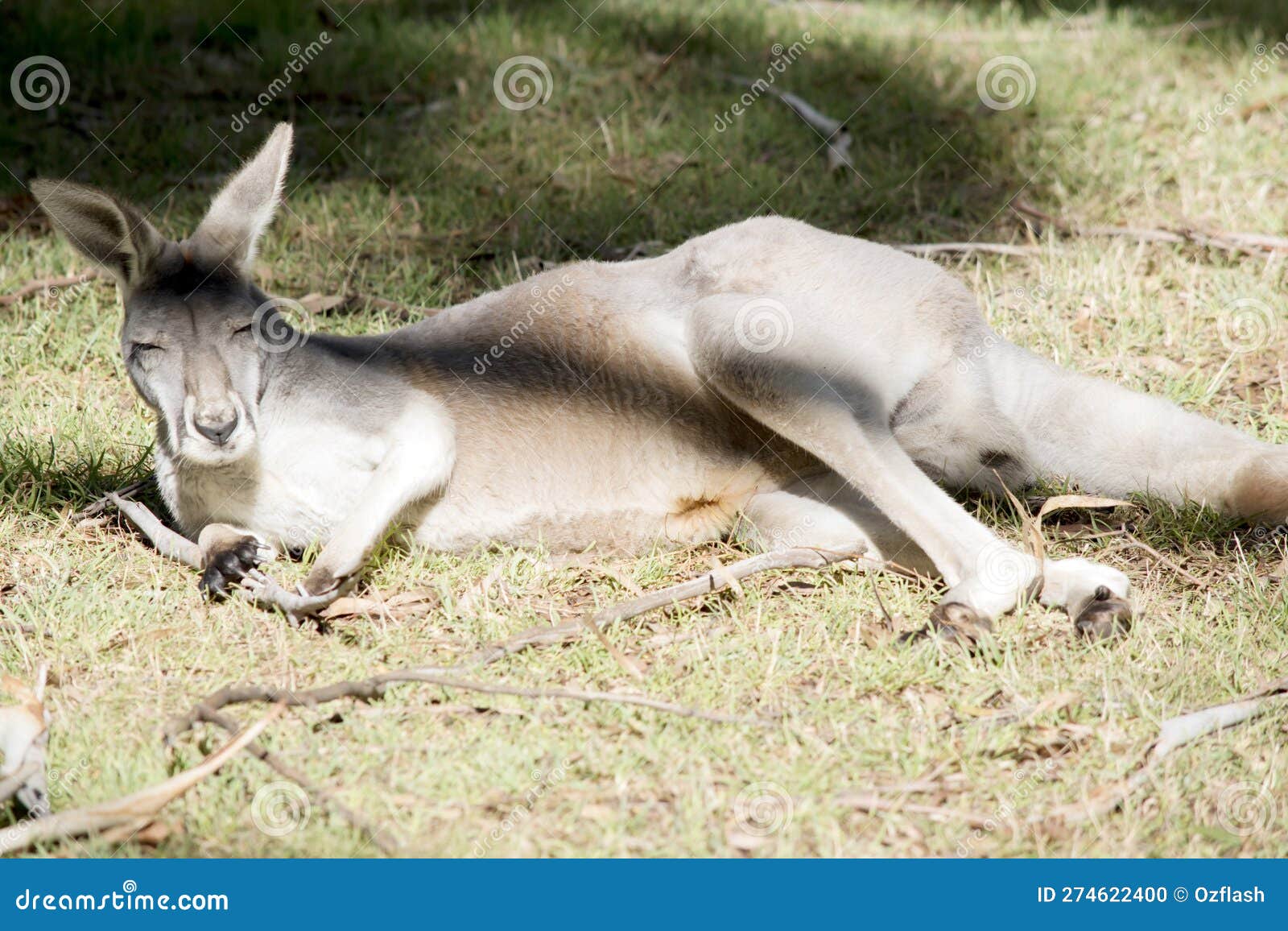 The Female Red Kangaroo is Grey and Has a Pouch Stock Photo - Image of ...