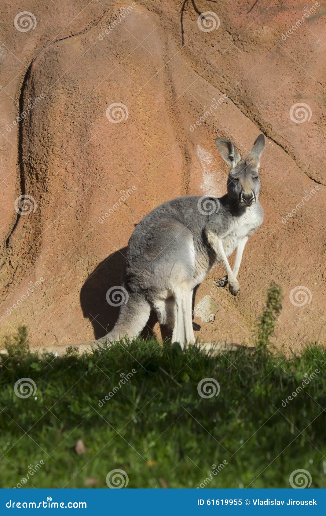 Female Red Kangaroo, Megaleia Rufa Stock Image - Image of mammal ...