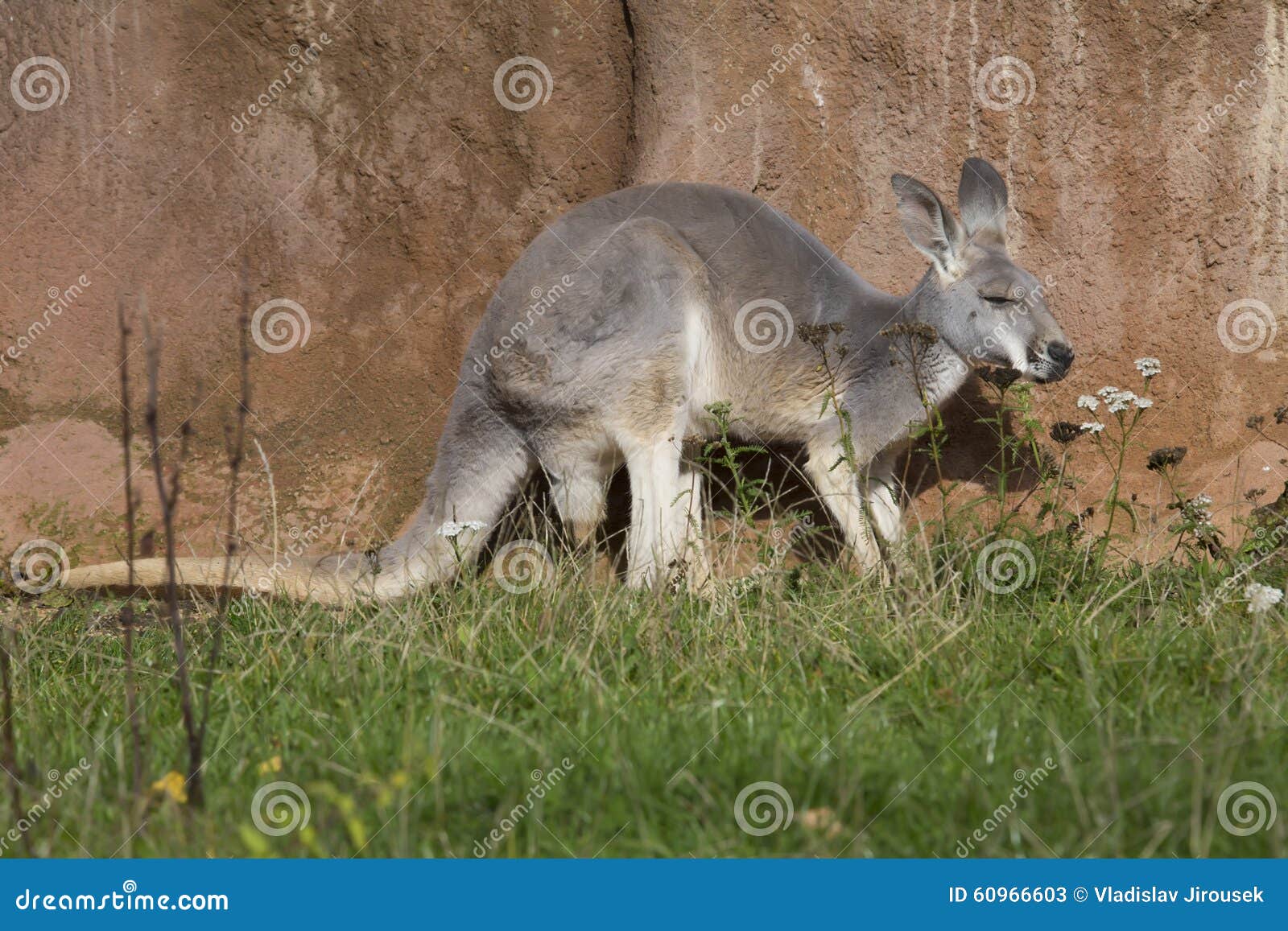 Female Red Kangaroo, Megaleia Rufa Stock Image - Image of landscape ...