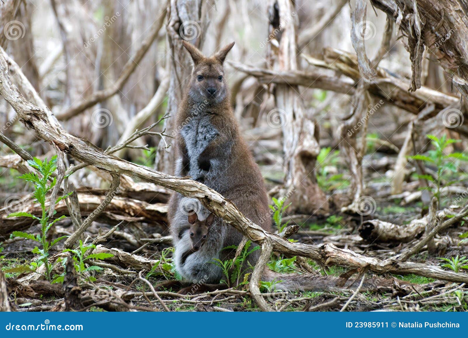 Red-necked Wallaby Macropus Rufogriseus Stock Photography ...