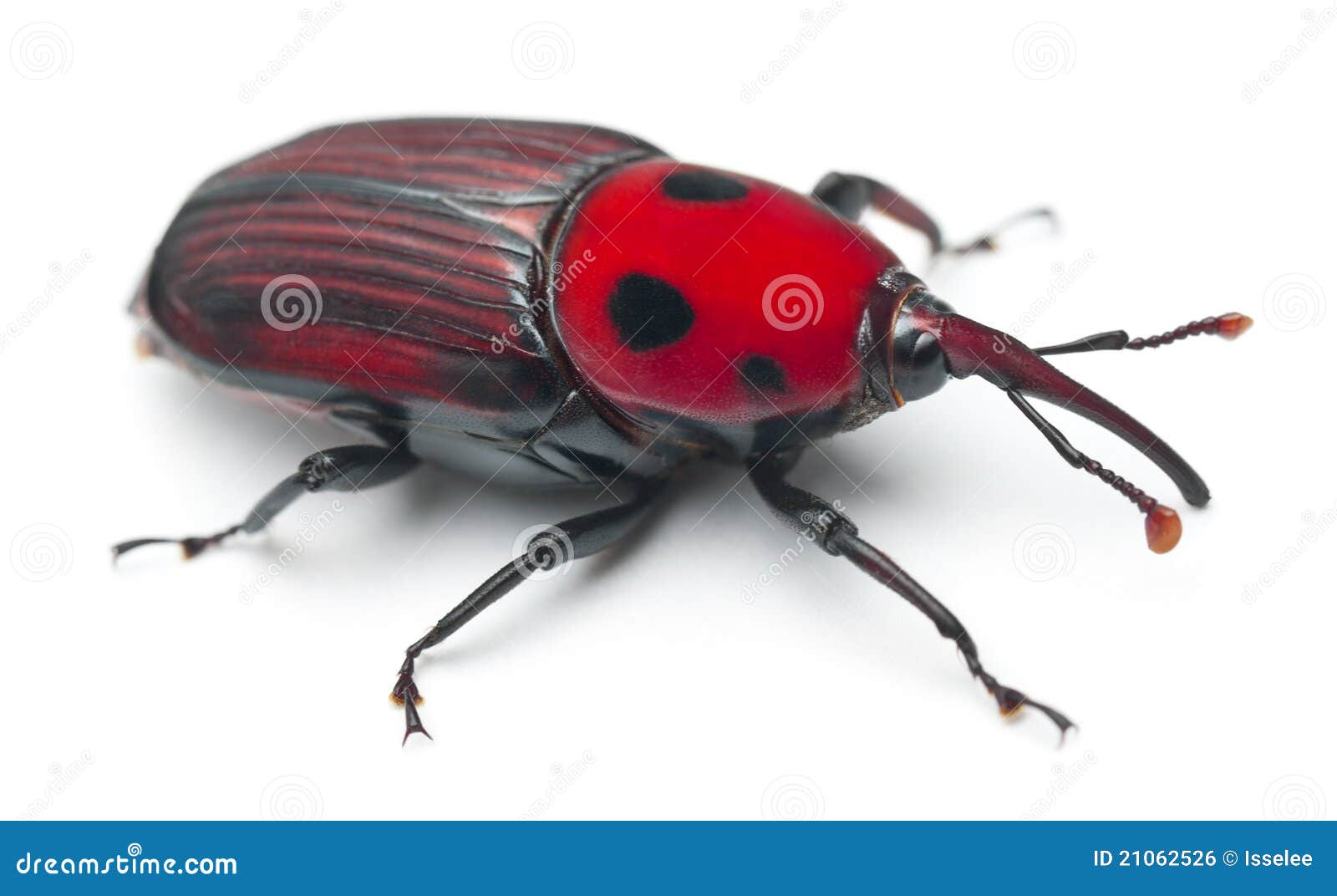 Palm Weevil Larva & Cocoon Stock Photo | CartoonDealer.com #7088130