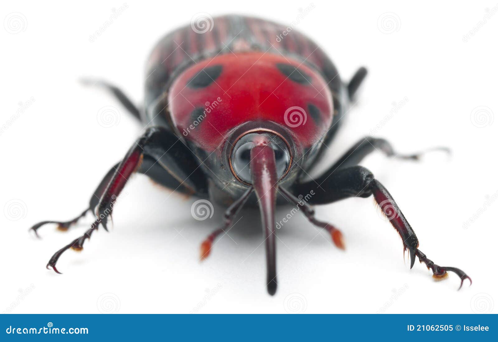 Female Red Palm Weevil, Rhynchophorus Stock Image - Image of indoors ...