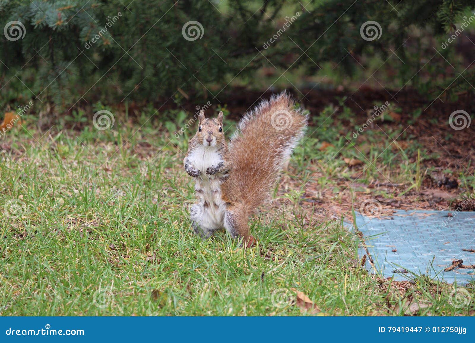 Female Red Squirrel Standing Stock Image - Image of standing, squirrel ...