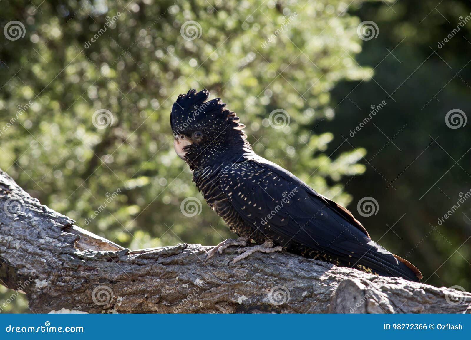 Female Red Tailed Black Cockatoo Stock Photo - Image of bird, wildlife ...