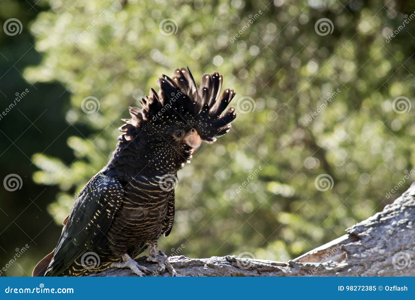 Female Red Tailed Black Cockatoo Stock Image - Image of cockatoo ...
