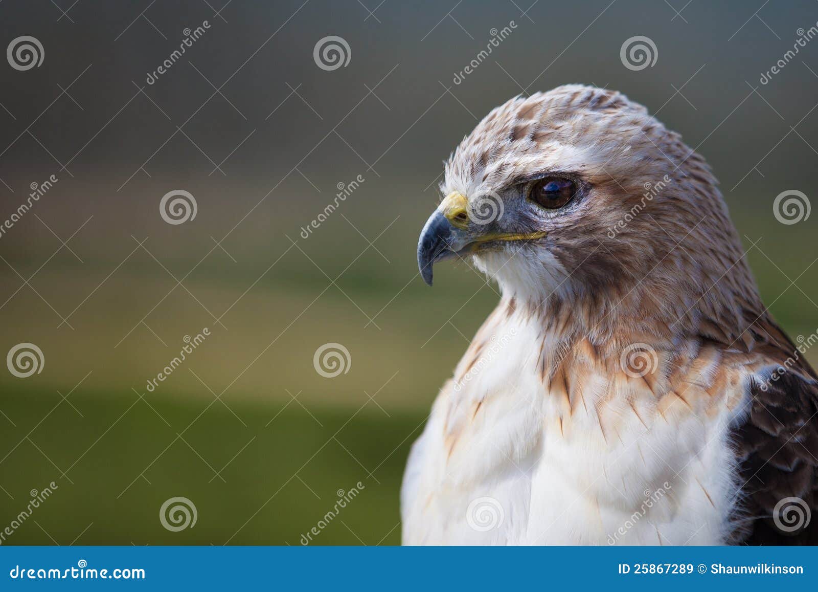 Female red tailed hawk stock image. Image of large, portrait - 25867289