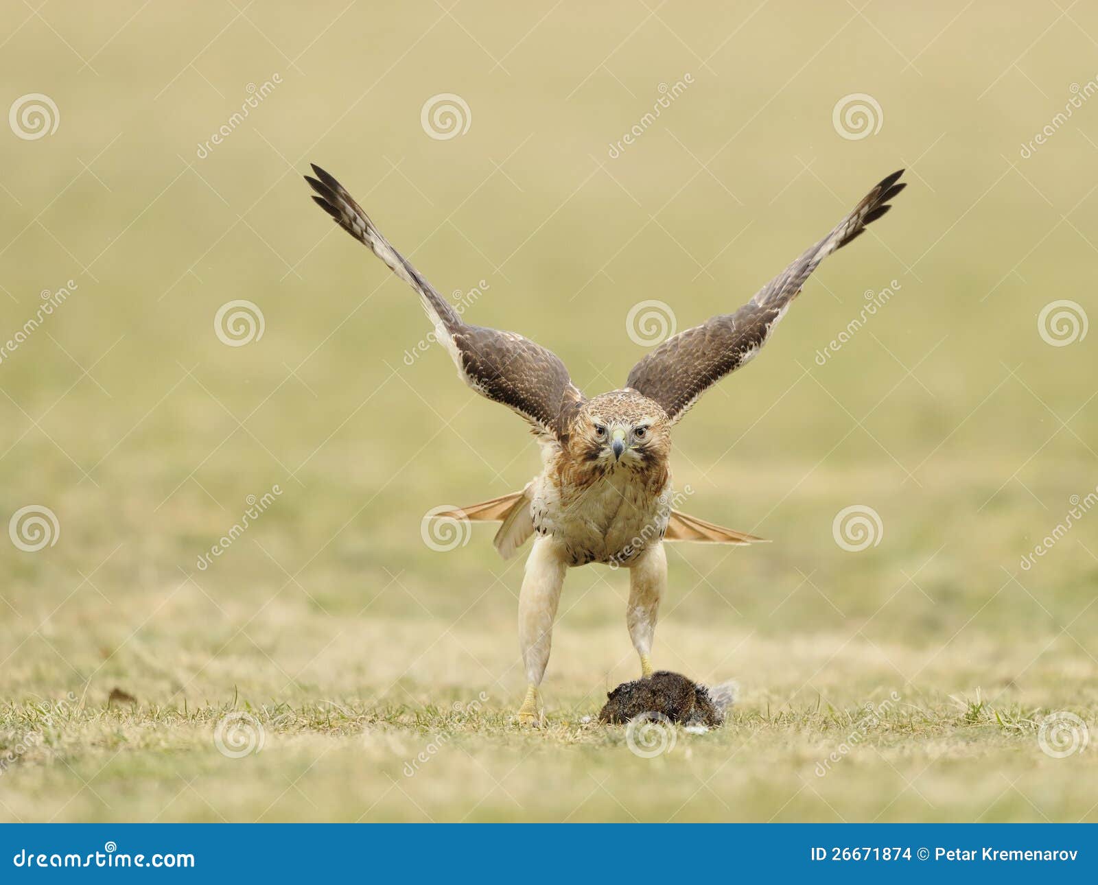 Female Red-tailed Hawk with Squirrel Stock Photo - Image of talon, bird ...