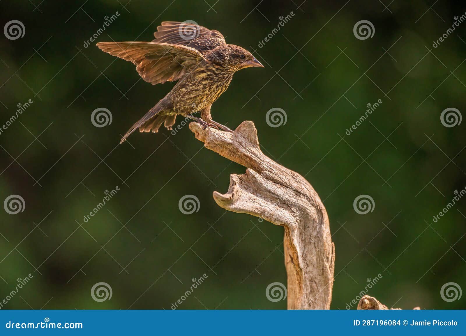 Wood Stem Decay Fungus On A Tree Stump. Stock Image | CartoonDealer.com ...