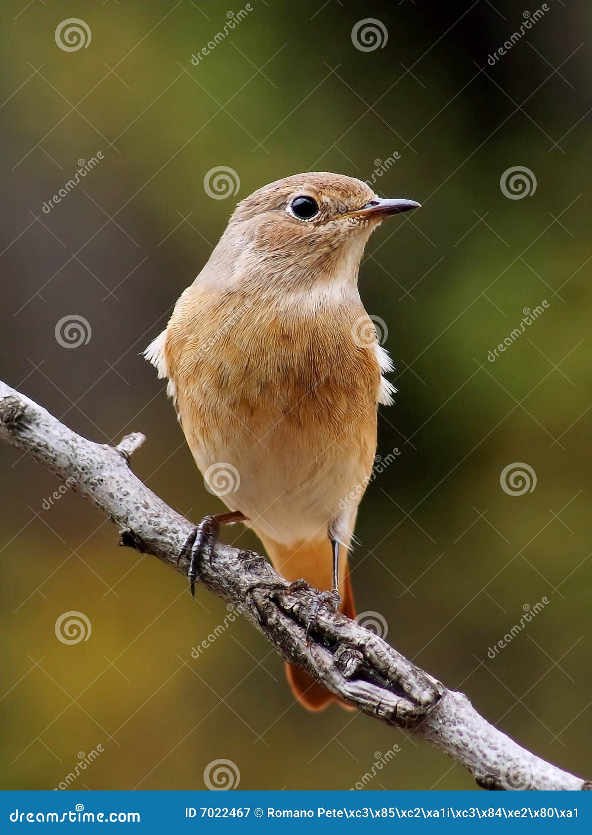 Female redstart stock image. Image of look, woodland, green - 7022467