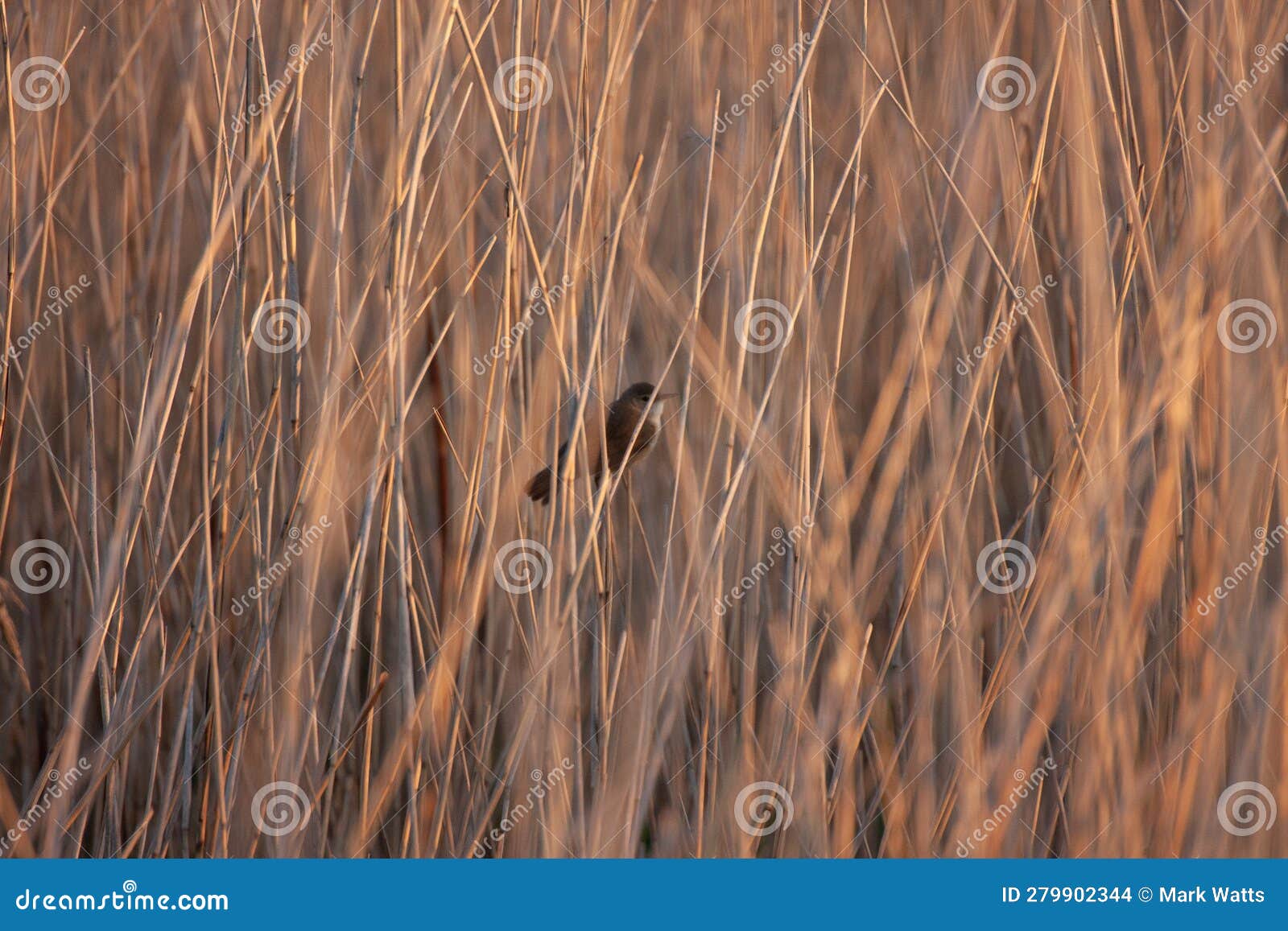 Female Reed warbler stock photo. Image of warbler, perch - 279902344