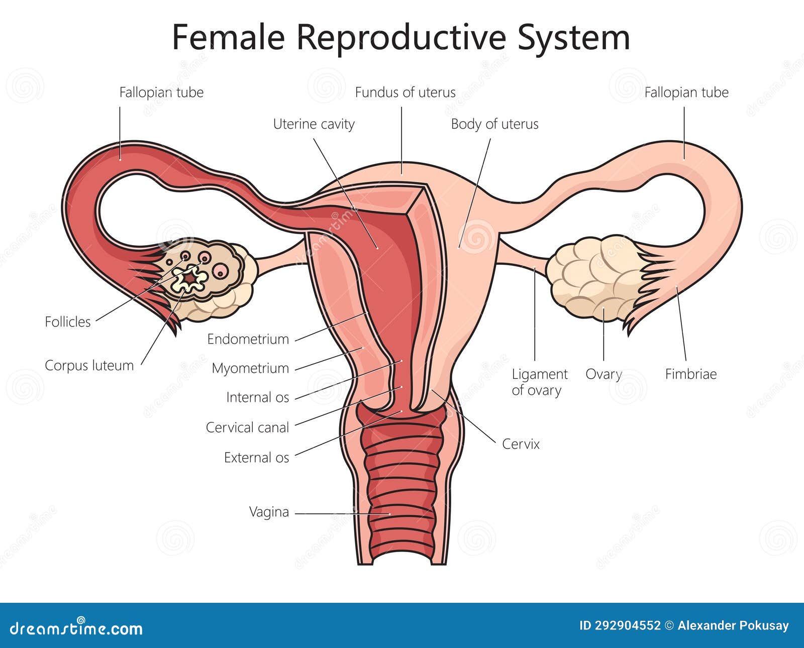 Female Reproduction System Structure Science Stock Illustration