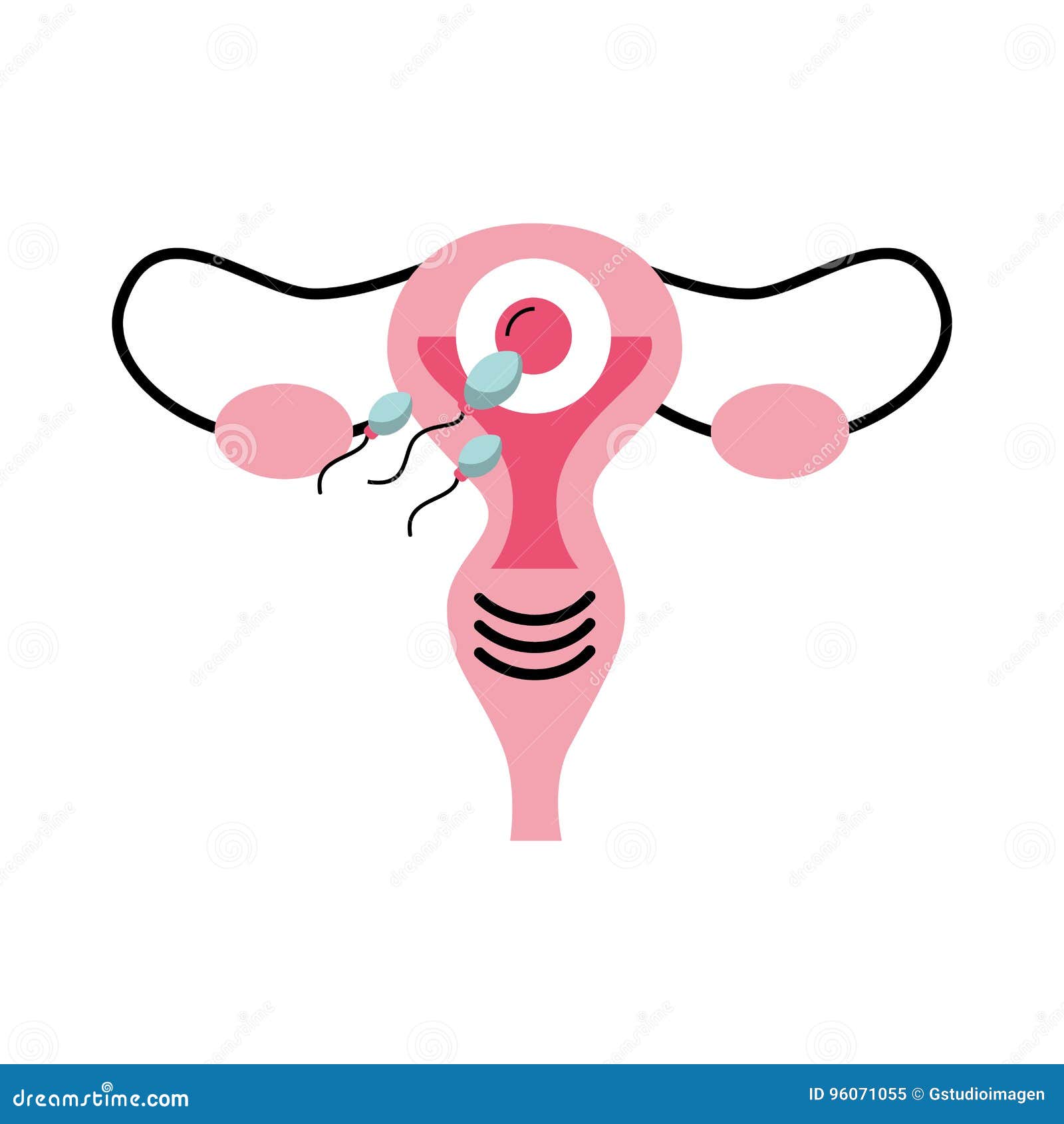 Female Reproductive Organ Icon Stock Vector - Illustration of female ...