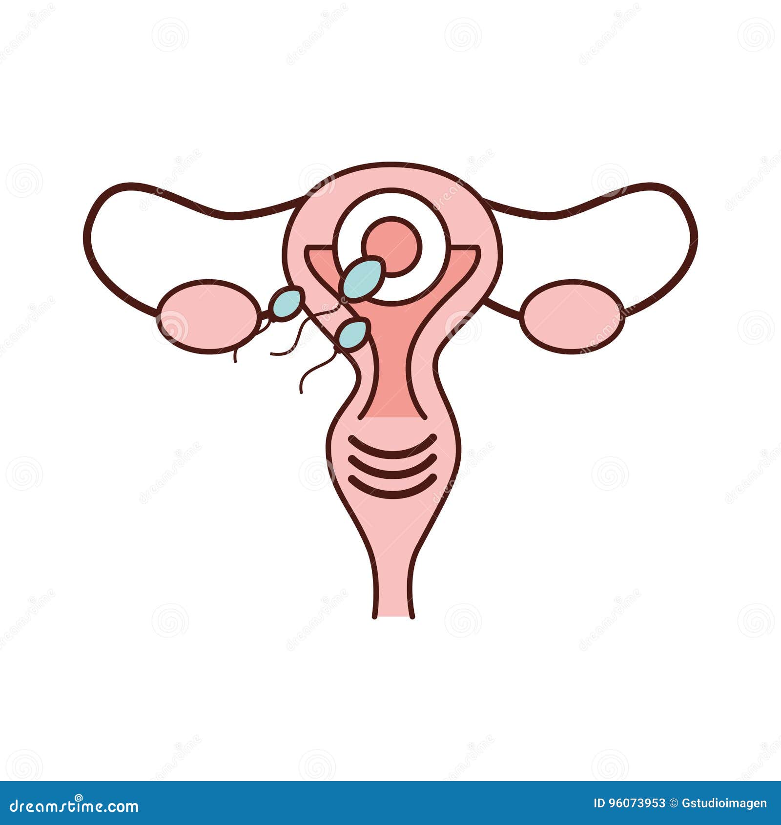 Female Reproductive Organ Icon Stock Vector Illustration Of Ovum