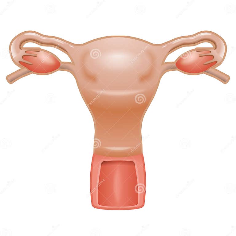 Female Reproductive System Stock Vector Illustration Of Vagina 23204304