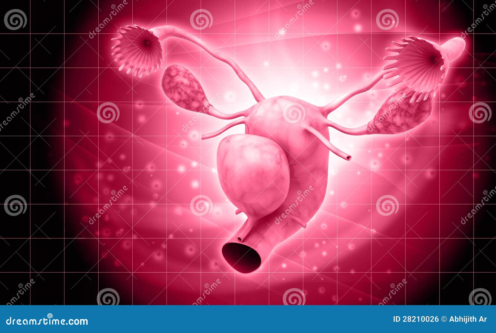 Female reproductive system stock illustration. Illustration of birth ...