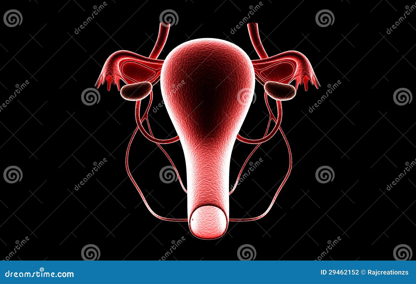 Female reproductive system stock illustration. Illustration of ...