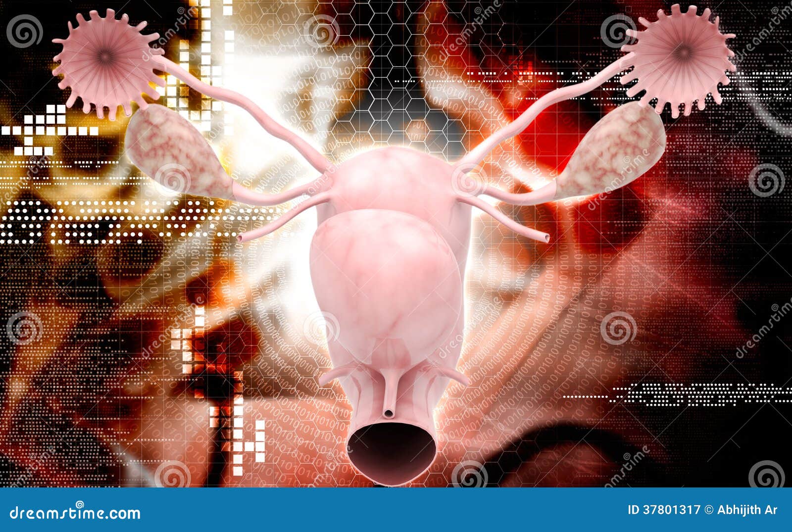 Female reproductive system stock illustration. Illustration of organ ...