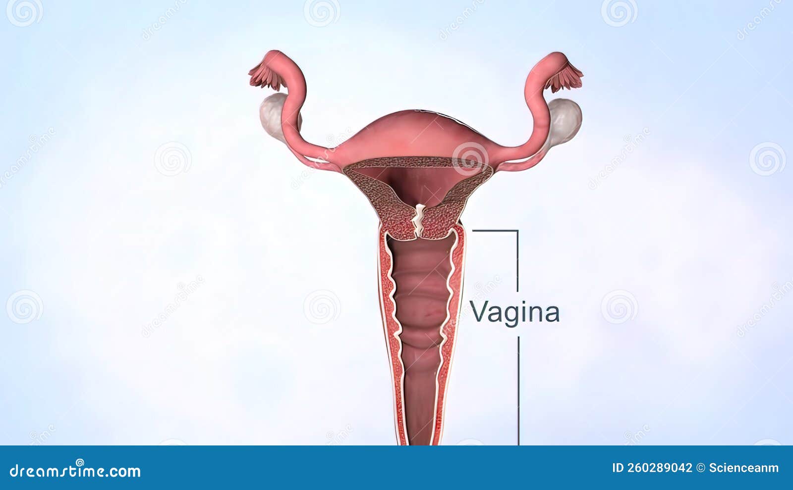 Female Reproductive System Anatomy 3d Stock Illustration